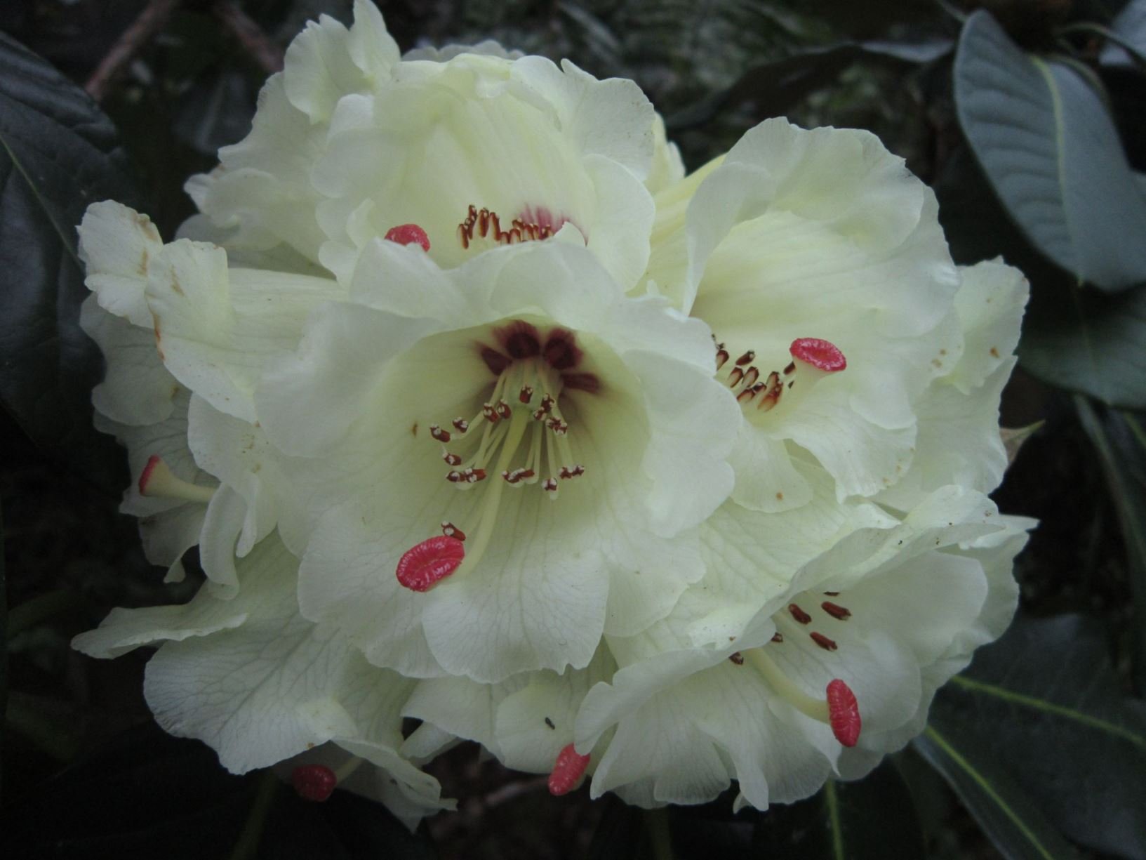 Rhododendron macabeanum | Pukeiti