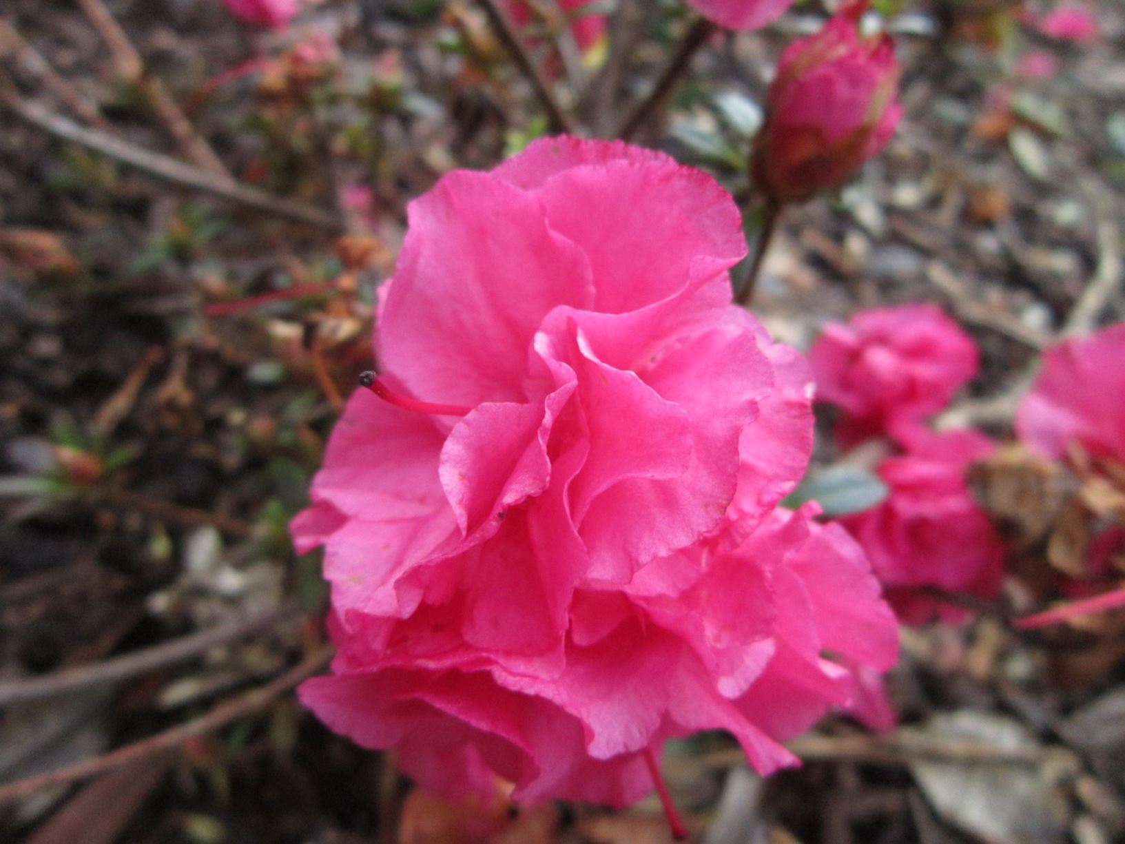 Rhododendron 'Ripples' (Azalea) | Pukeiti