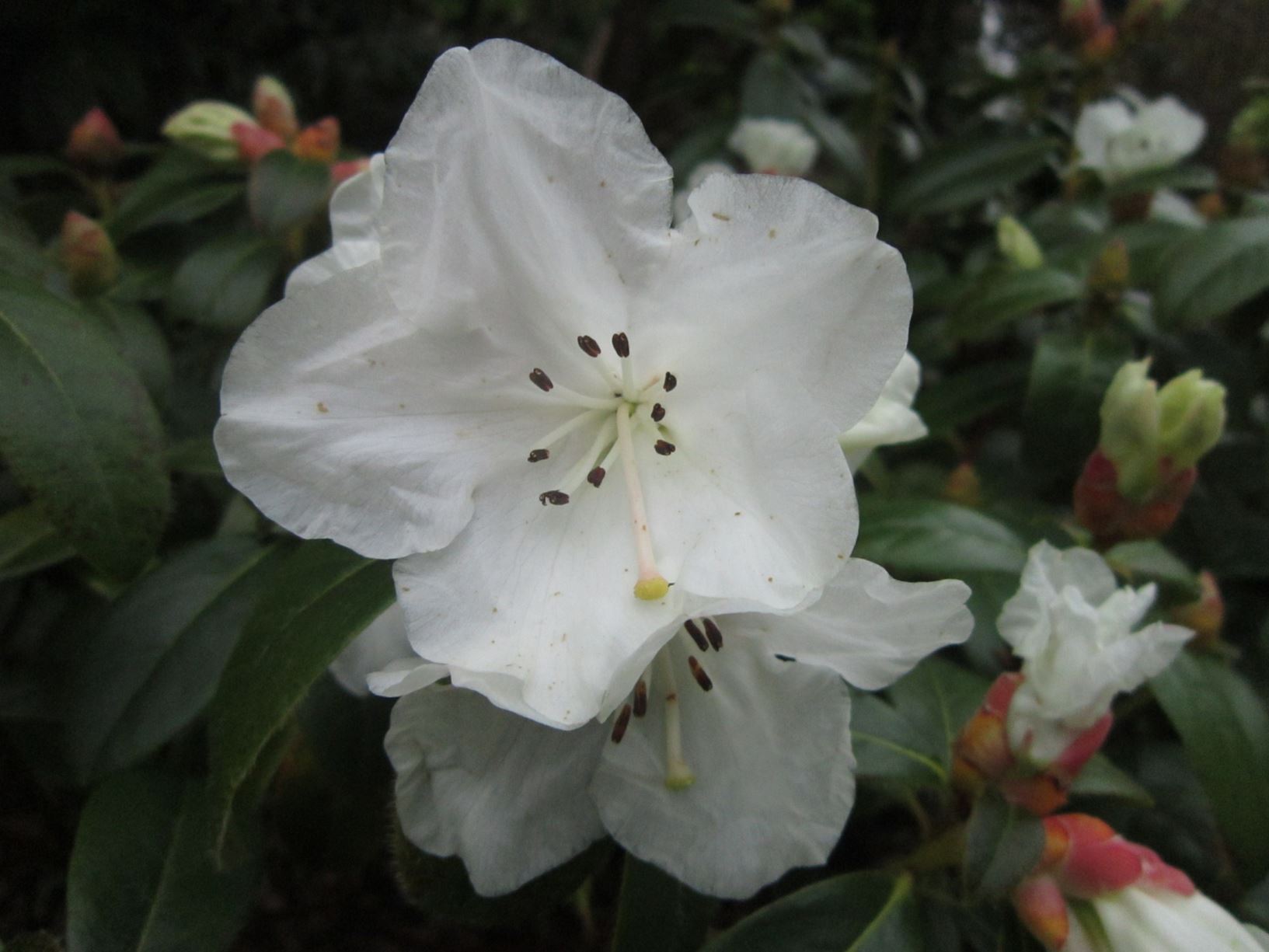 Rhododendron 'Alpine Meadow' | Pukeiti