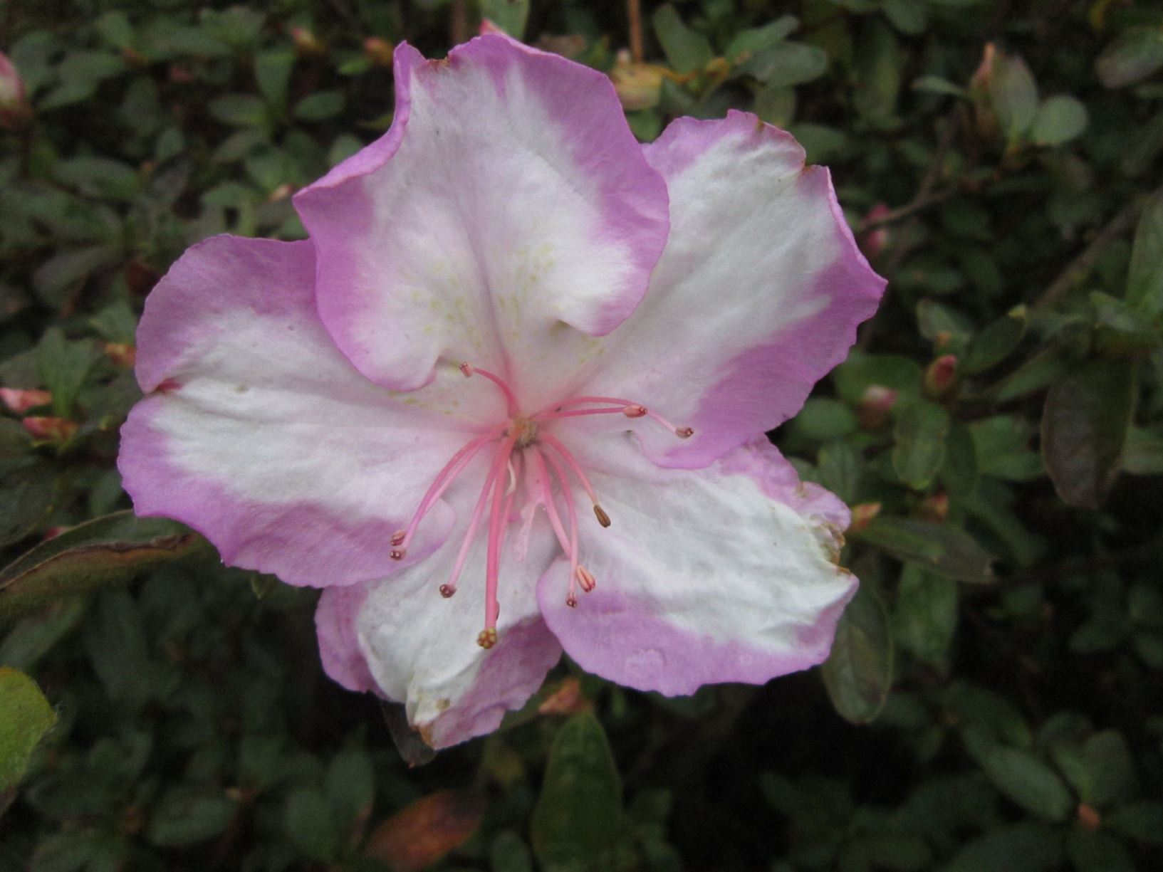 Rhododendron 'Rosa Belton' (Azalea) | Pukeiti
