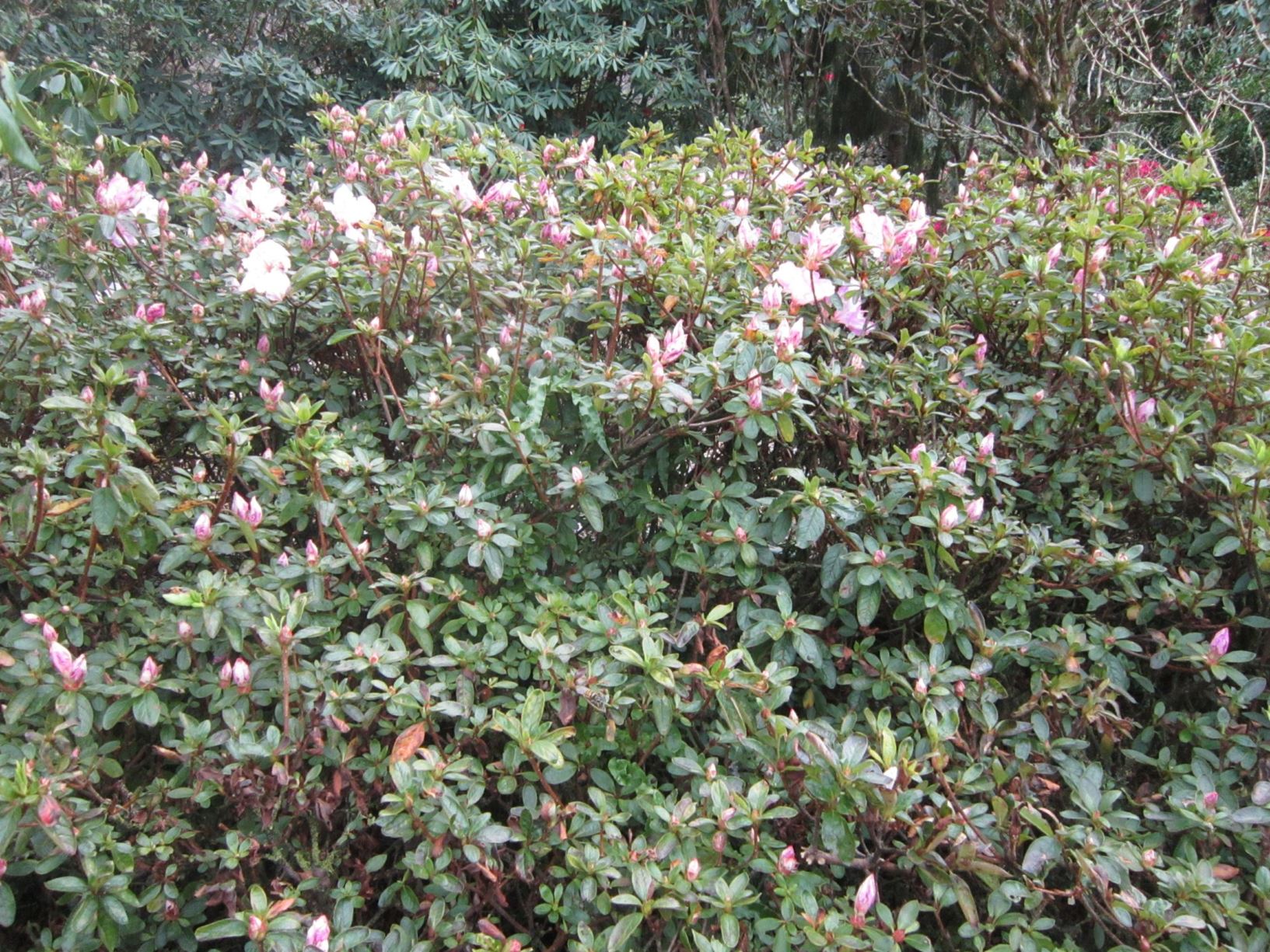 Rhododendron 'Rosa Belton' (Azalea) | Pukeiti